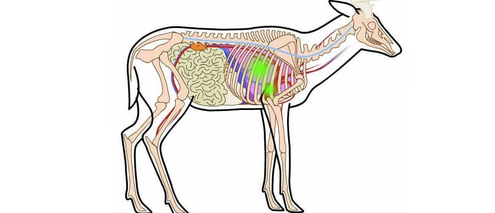 Whitetail Deer Shot Placement | Wasp Archery
