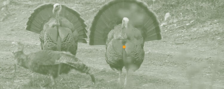 Where to Shoot a Turkey With a Bow | Wasp Archery