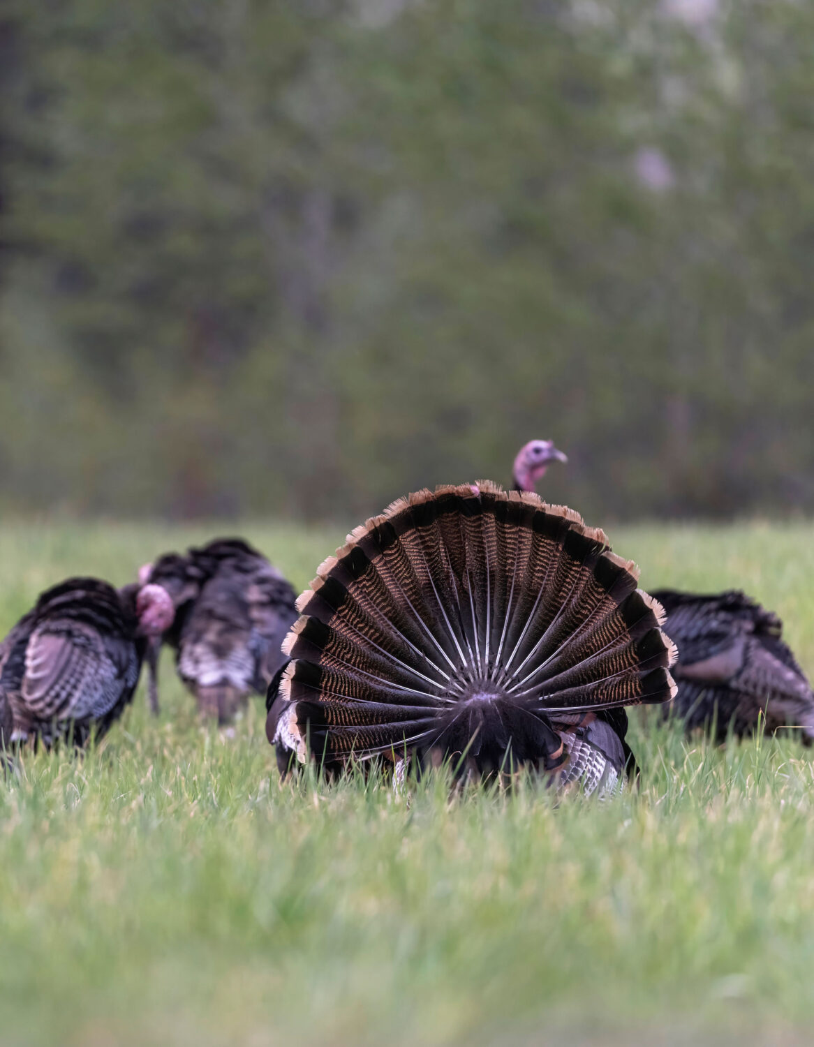 The Best Shot Placement For Bowhunting Turkeys | Wasp Archery